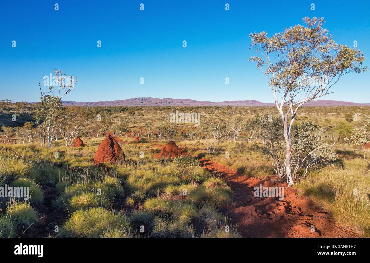 Aerial view of termite mounds and trees in a vast arid landscape ...