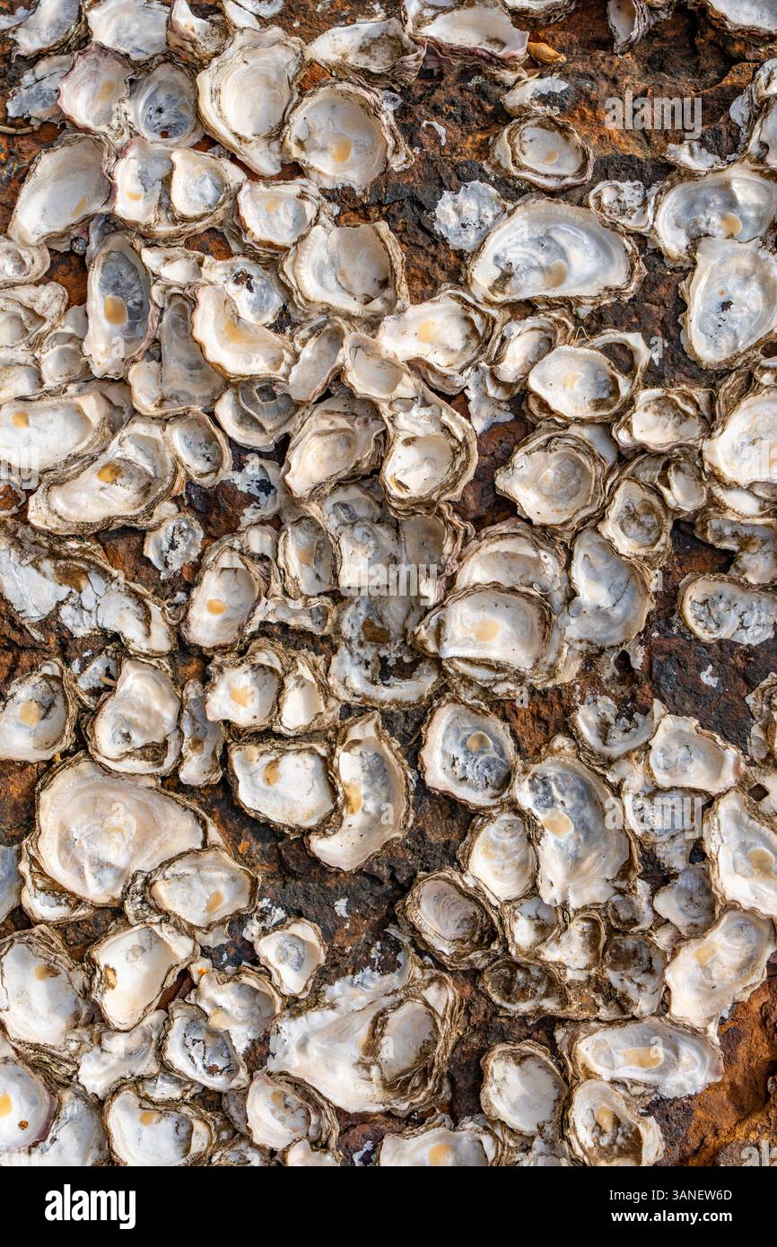 The remains of Sydney Rock Oysters embedded in a sandstone boulder and ...