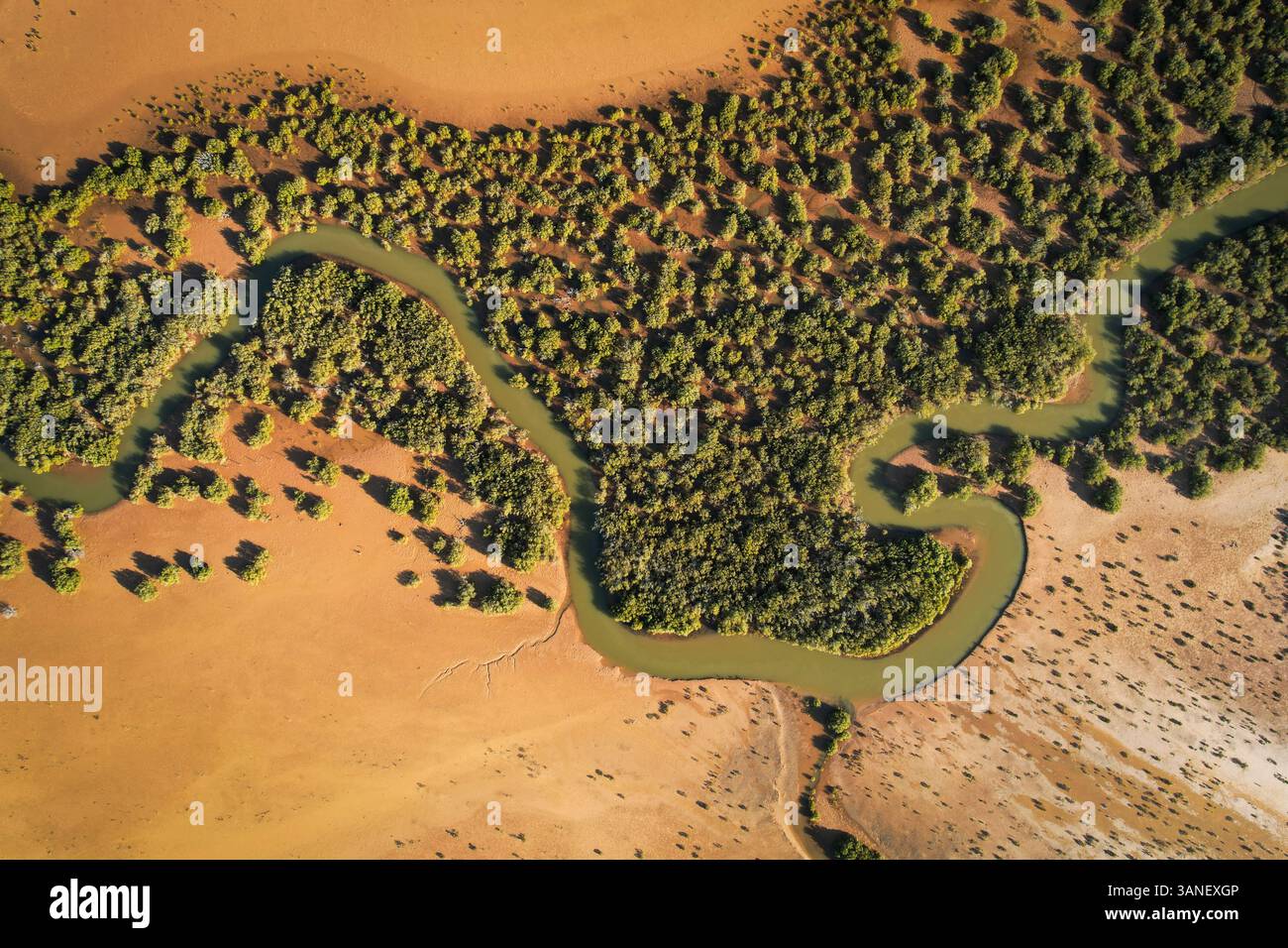 Aerial view of lush mangroves and meandering river in Massey Bay ...