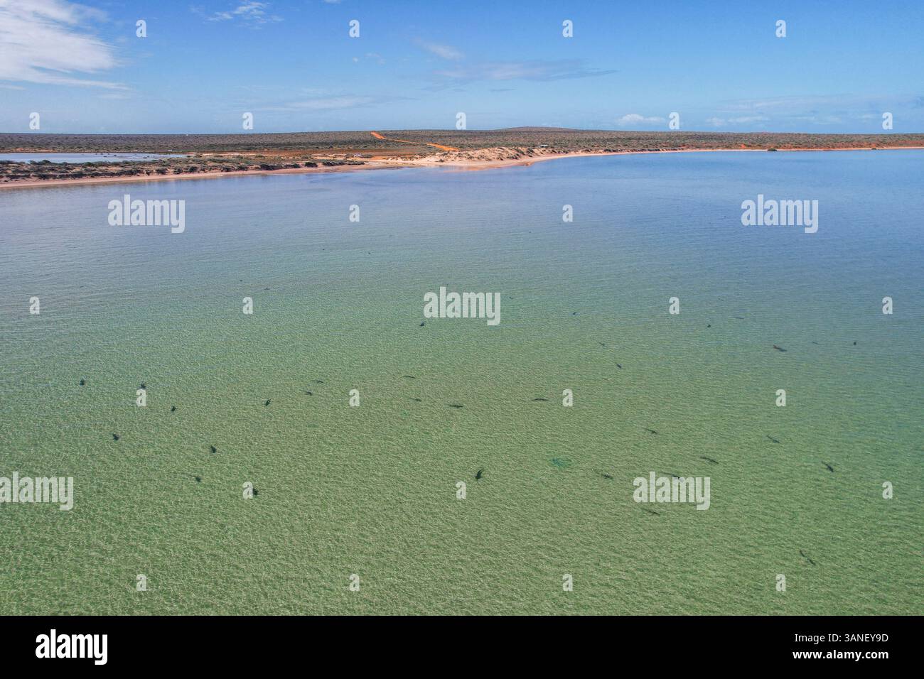 Aerial view of eagle bluff lagoon with sharks in the ocean, Shark Bay ...