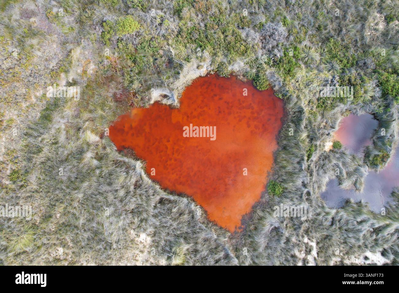 Aerial view of Hutt Lagoon Pink Lake with heart shape and colorful ...