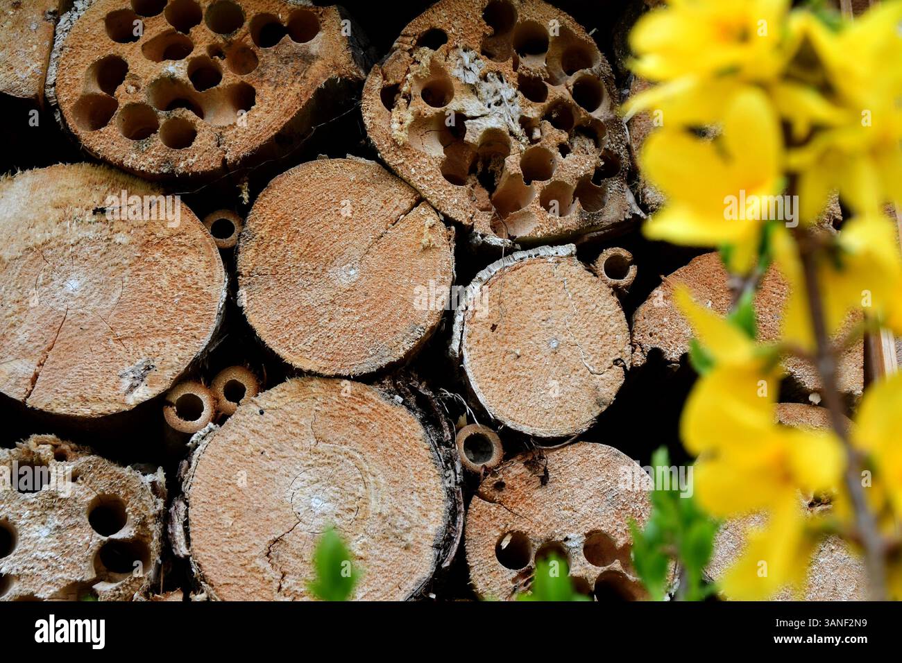 Insect nest box for protection from the cold, storing food and for ...