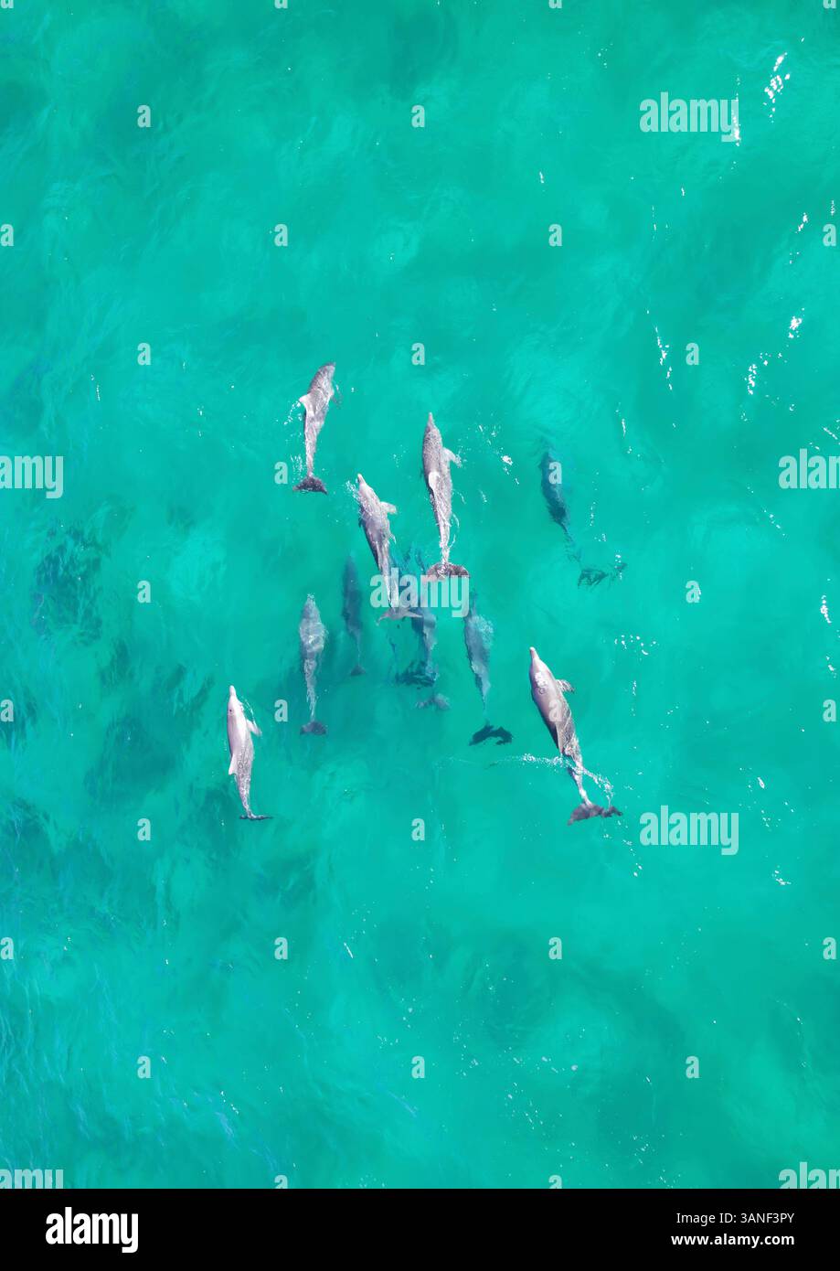 Aerial view of Bottlenose Dolphins swimming in clear turquoise waters ...
