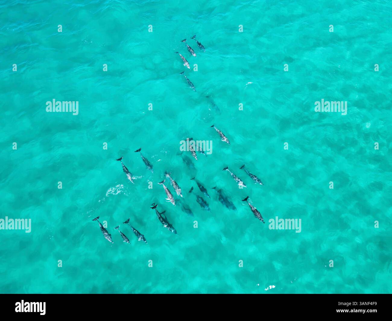 Aerial view of Bottlenose Dolphins in crystal clear Coral Sea, Point ...