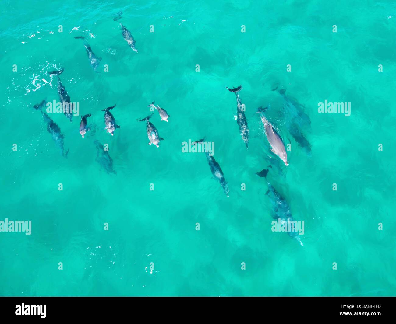Aerial view of Bottlenose Dolphins swimming in clear turquoise waters ...