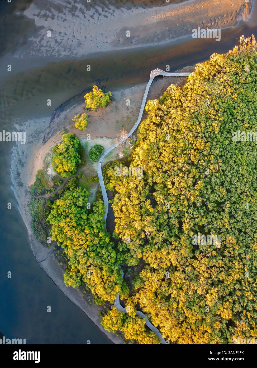 Aerial view of tranquil wetlands and lush forest with boardwalks and ...