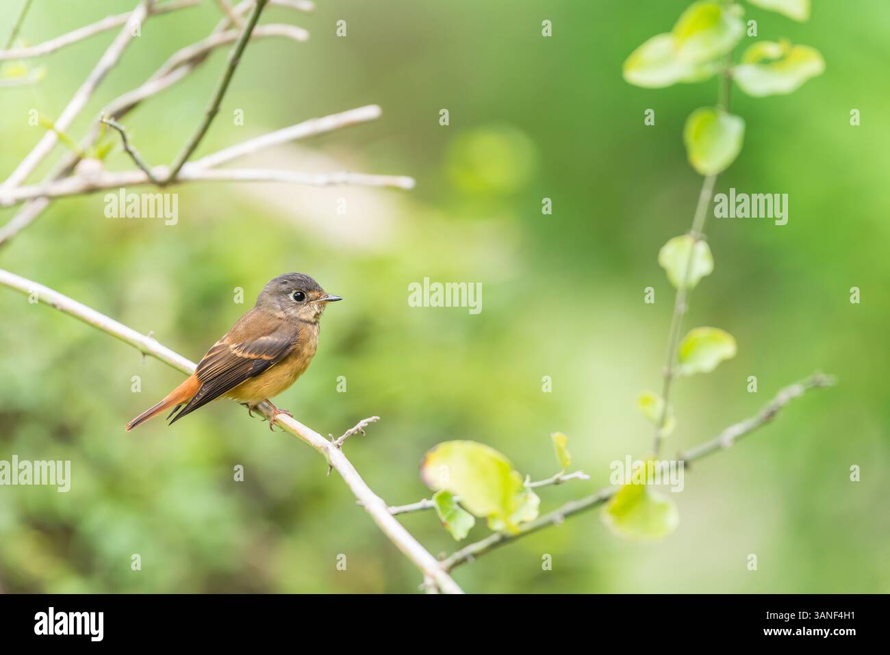 Bird (Ferruginous Flycatcher, Muscicapa ferruginea) brown sugar, orange ...