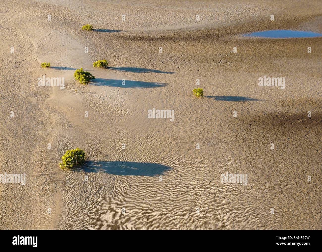 Aerial view of arid desert dunes and bushes with shadows and patterns ...