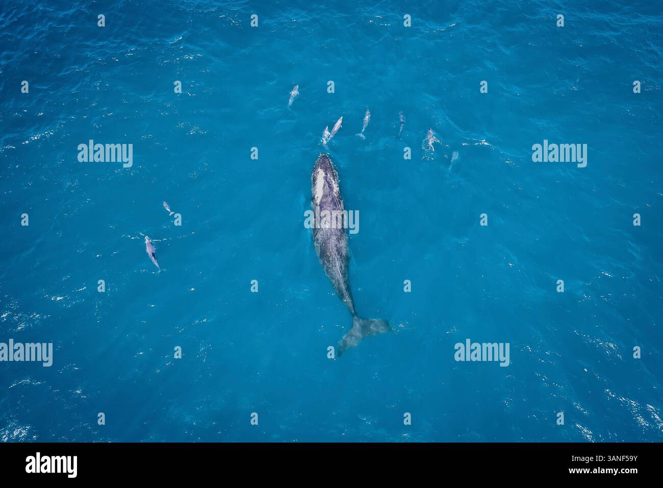 Aerial view of humpback whale and bottlenose dolphins in ocean, North ...