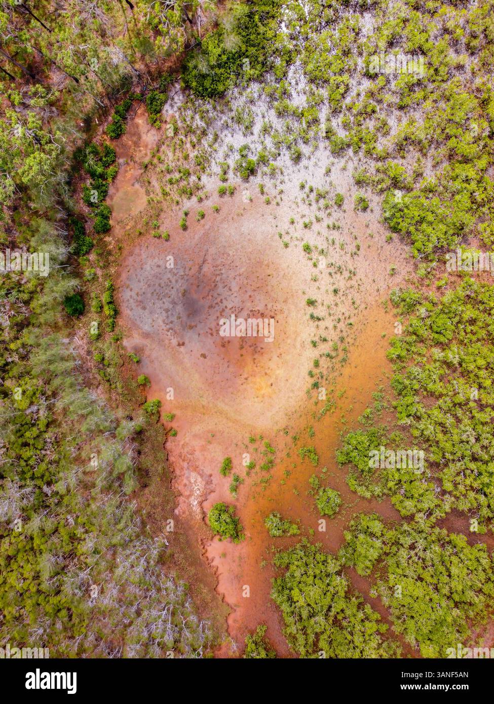 Aerial view of lush green forest and valley surrounding Tingalpa Creek ...