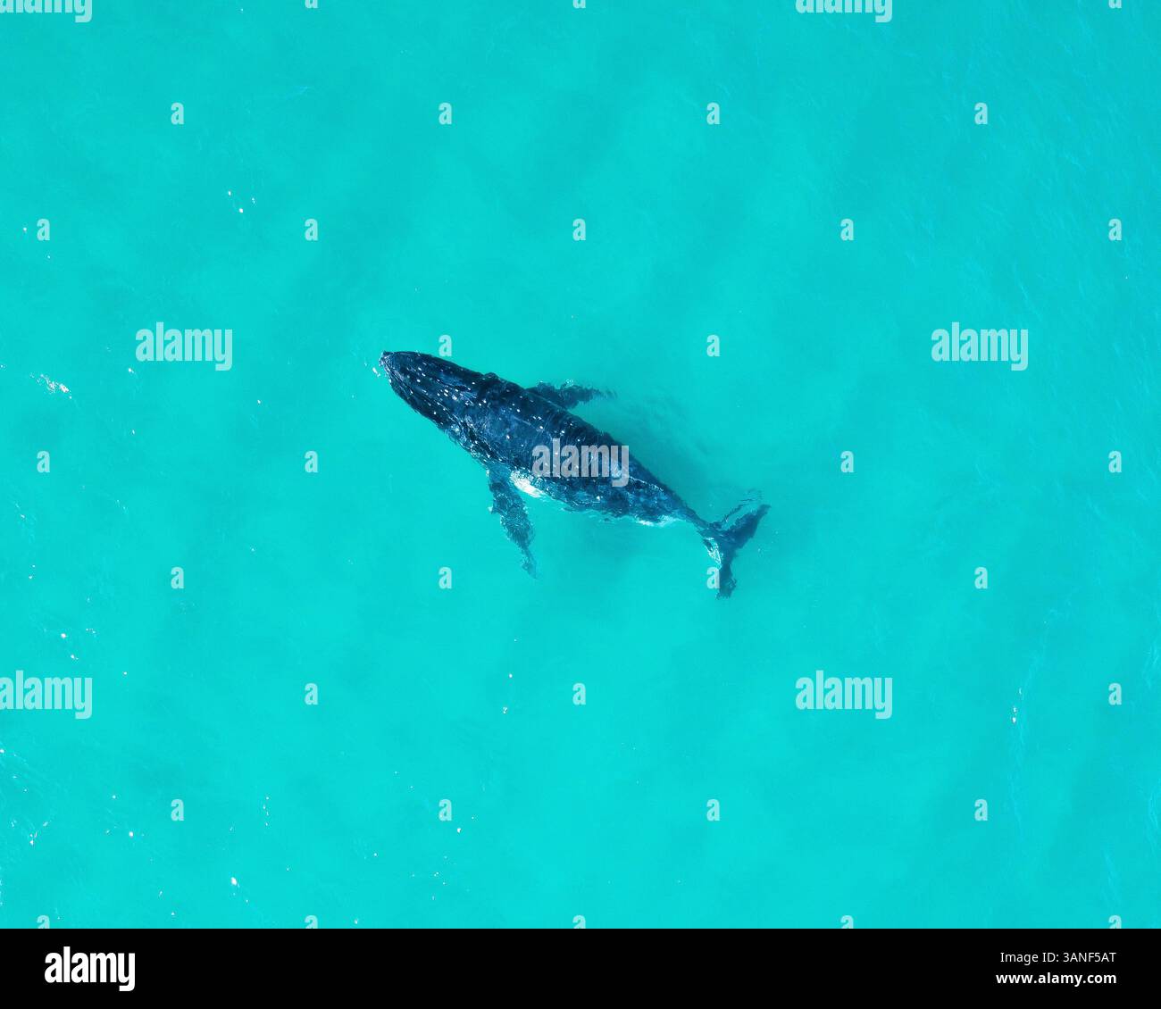 Aerial view of Humpback whale swimming in Coral Sea, Point Lookout ...