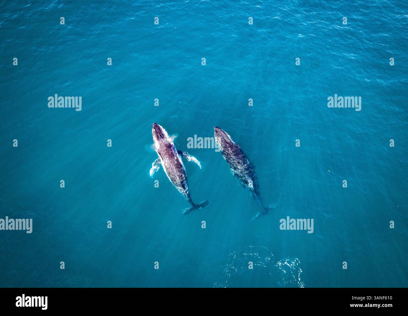 Aerial view of Humpback Whales swimming in the Coral Sea, Frenchmans ...