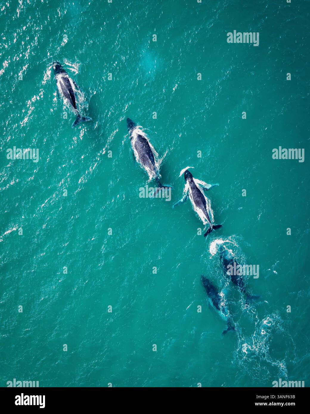 Aerial view of humpback whales swimming in ocean, main beach, point ...