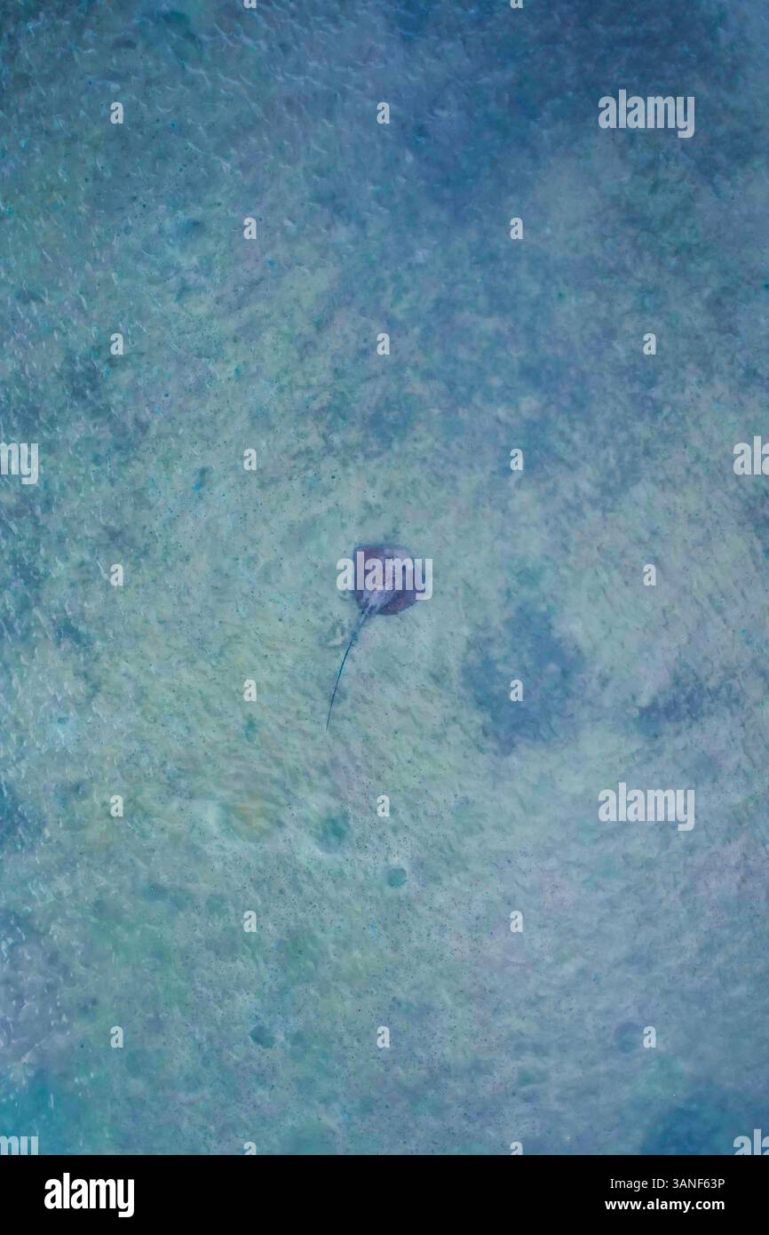 Aerial view of Moreton Bay with Stingray, Point Halloran Conservation ...