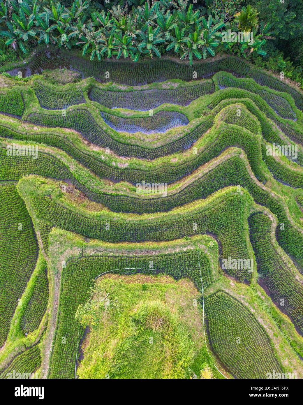 Aerial view of beautiful green ricefields in Tegalalang, Ubud Valley ...