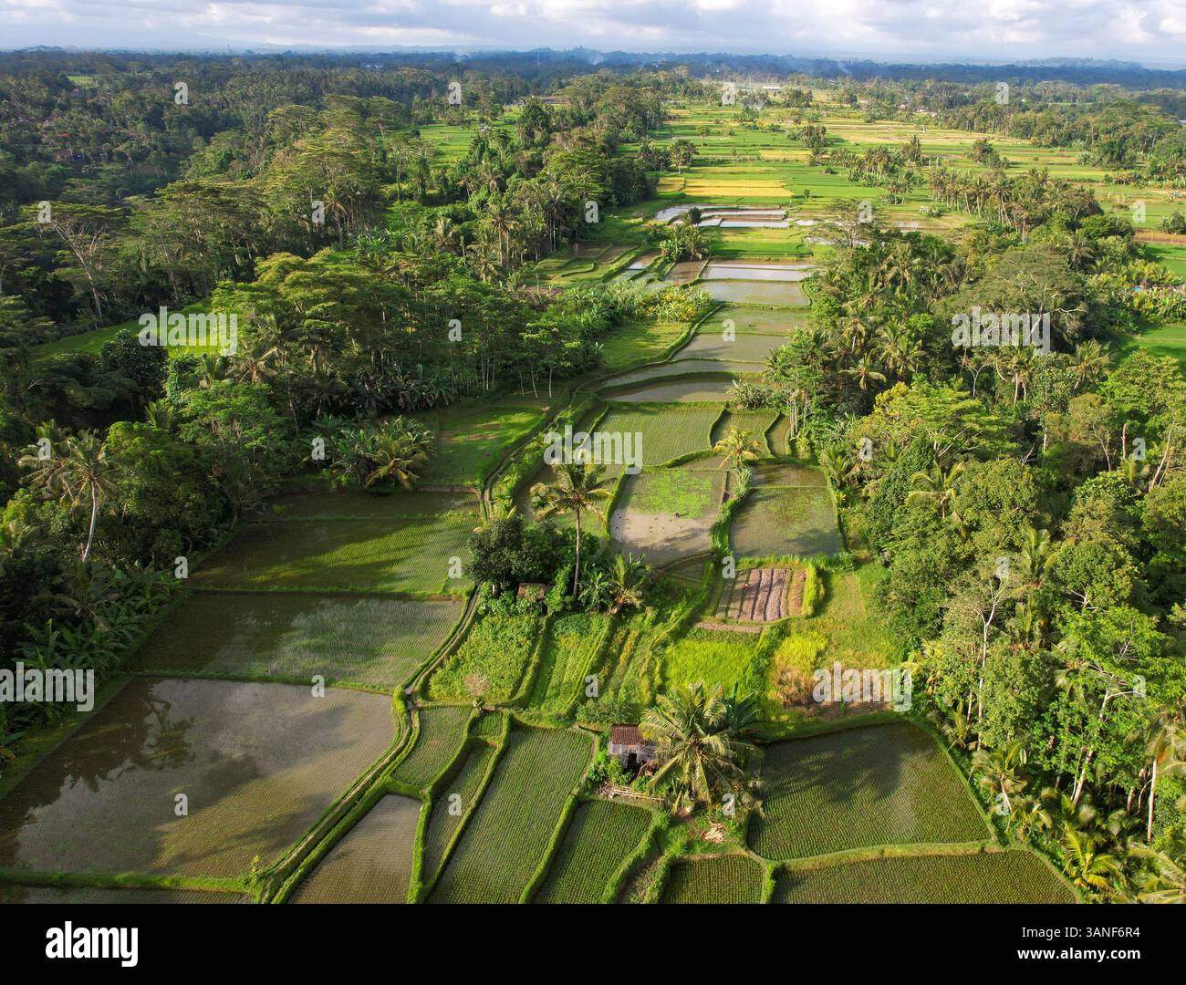 Aerial view of Ubud Valley ricefields, Siangan, Gianyar, Bali ...