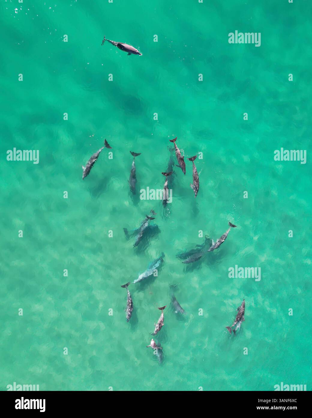 Aerial view of Main Beach with Bottlenose dolphins and Coral Sea, Point ...