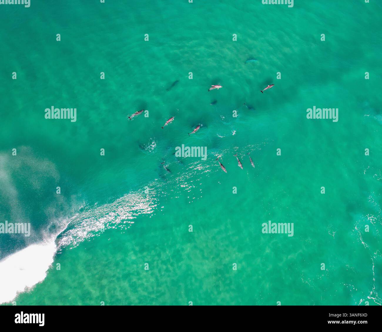 Aerial view of Main Beach with Bottlenose dolphins in Coral Sea, Point ...