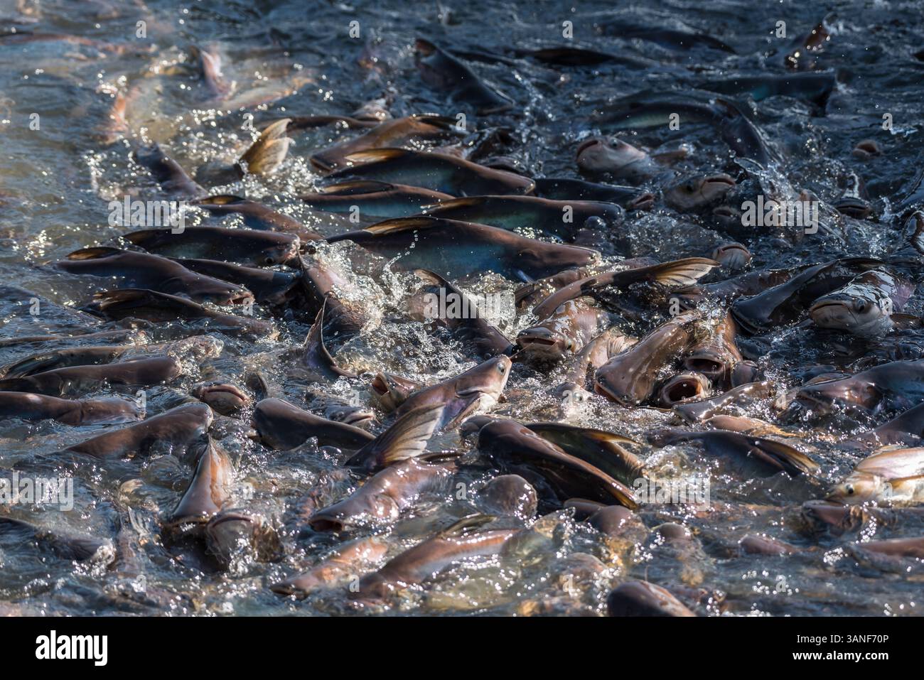 Crowd of many freshwater fish hungry such as catfish, snakehead fish ...