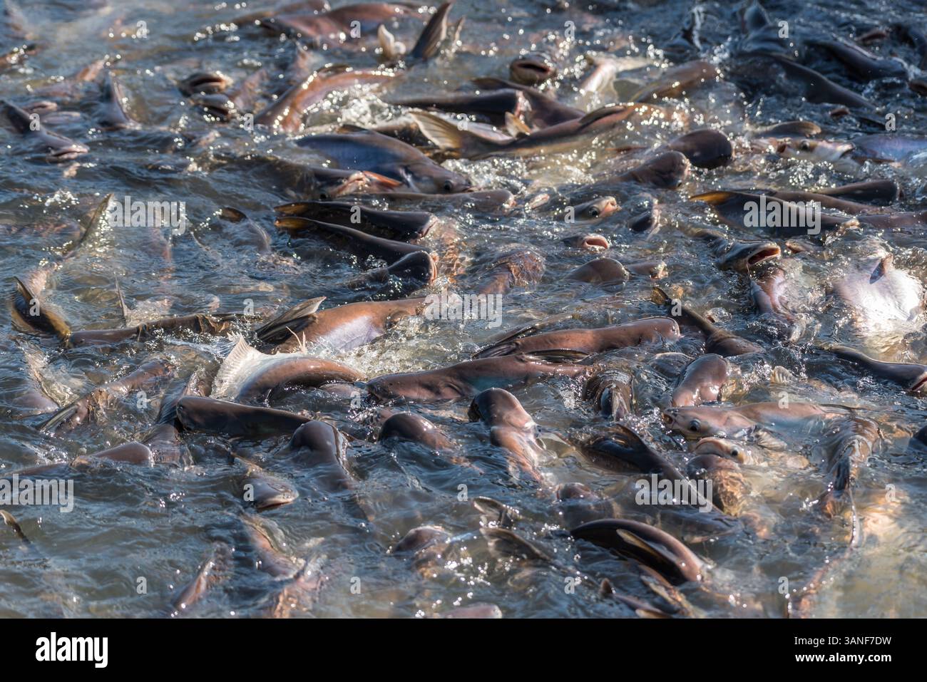 Crowd of many freshwater fish hungry such as catfish, snakehead fish ...