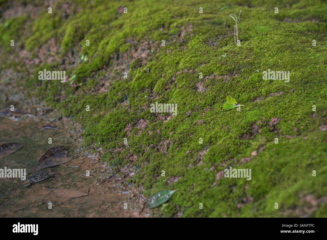 Mosses are small flowerless plants that typically grow in dense green ...