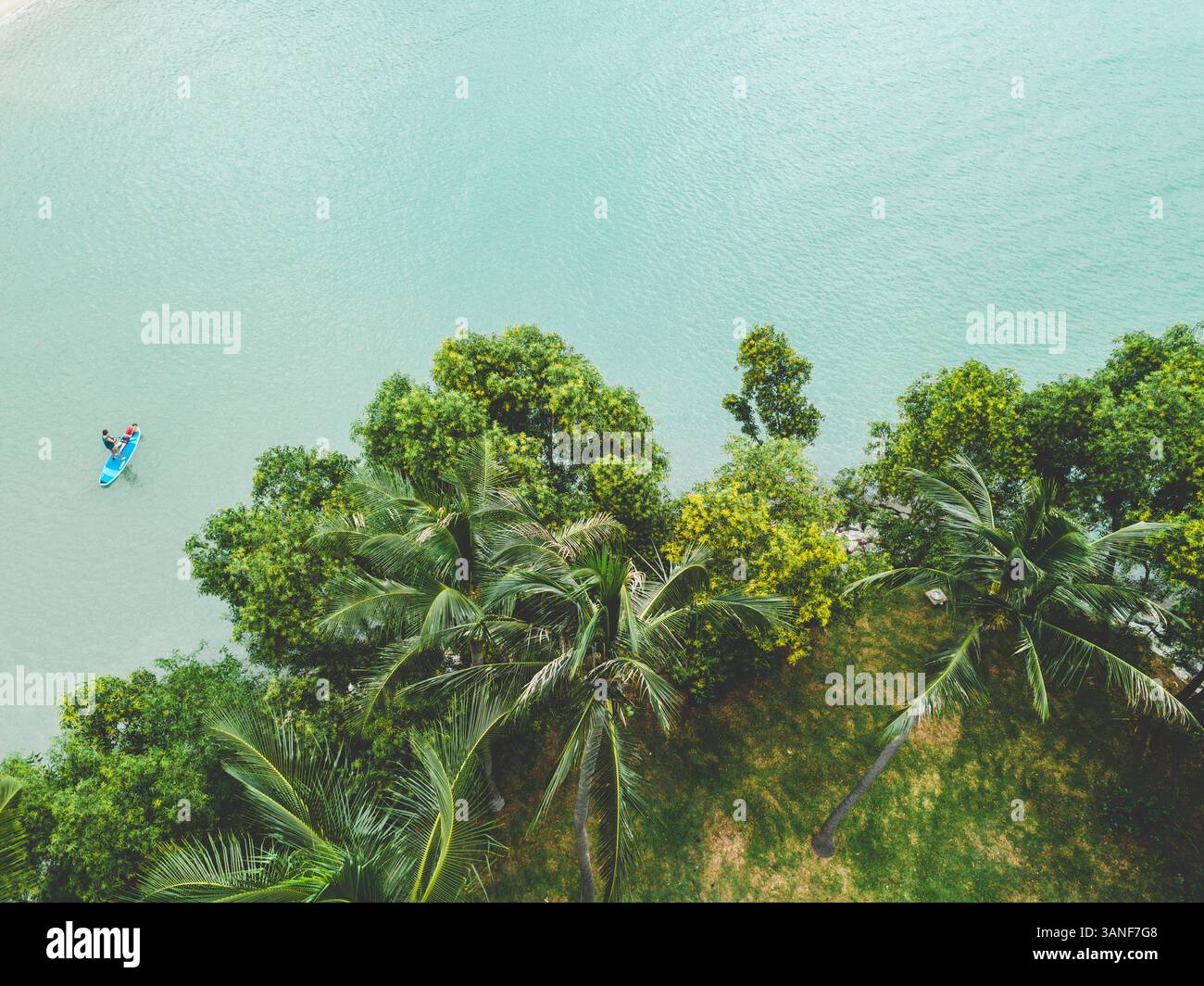 Aerial view of palm trees, stand up paddle board, ocean and green trees ...