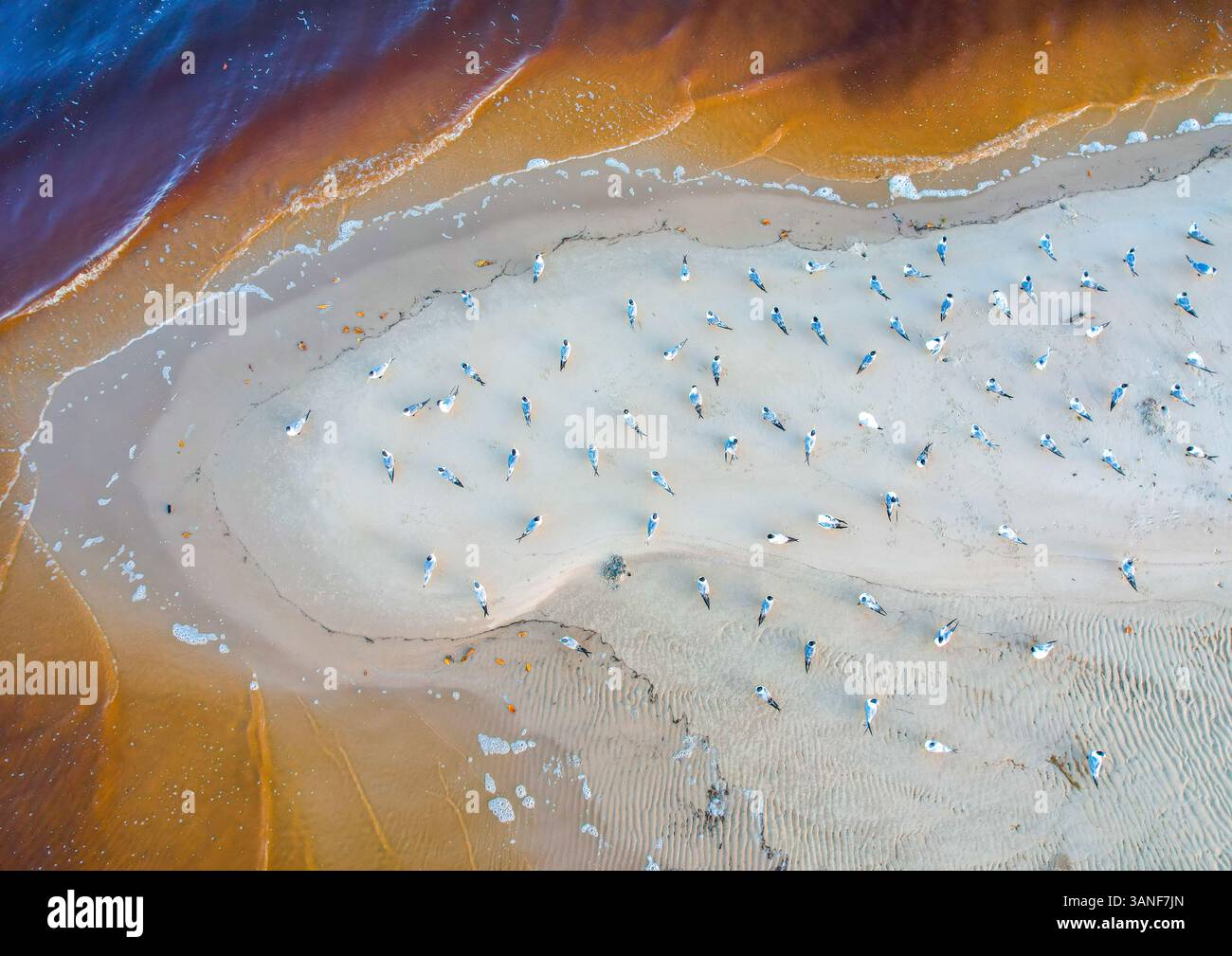 Aerial drone view of Noosa North Shore in the state of Queensland in ...