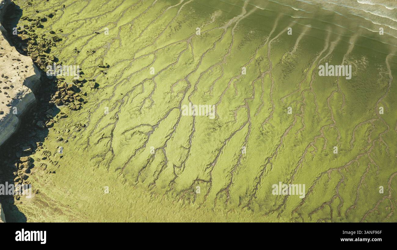 Aerial view of green algae on a beach in Península de Valdés, Argentina ...