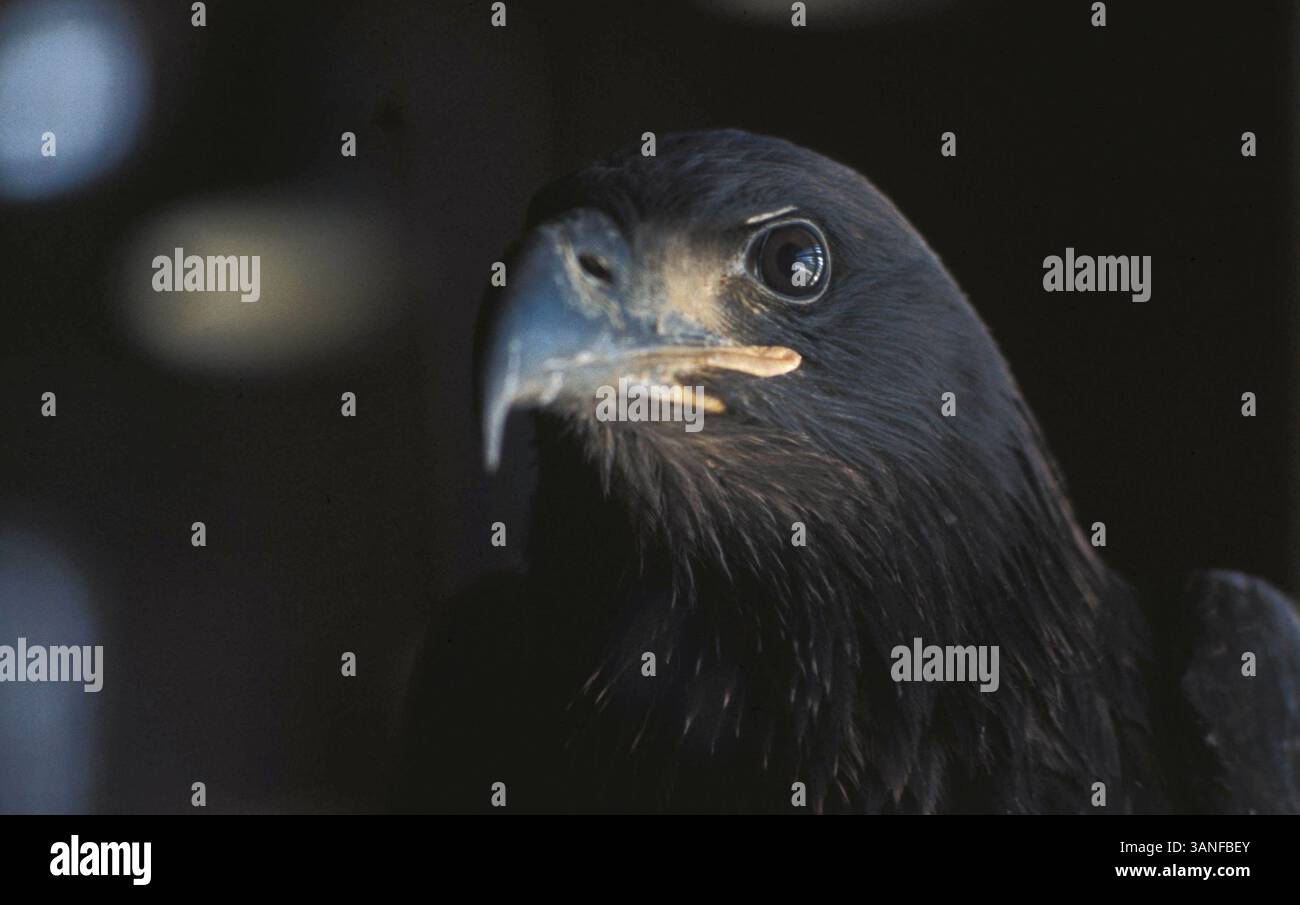 Sep 14, 1998 - St. Petersburg , Florida, USA - At the southern tip of ...