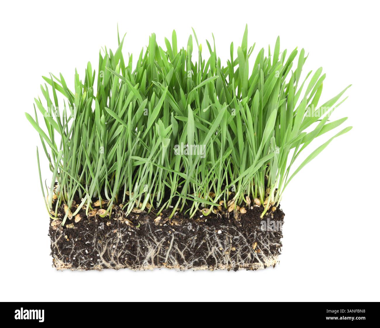 Green grass with roots in soil isolated on white Stock Photo - Alamy