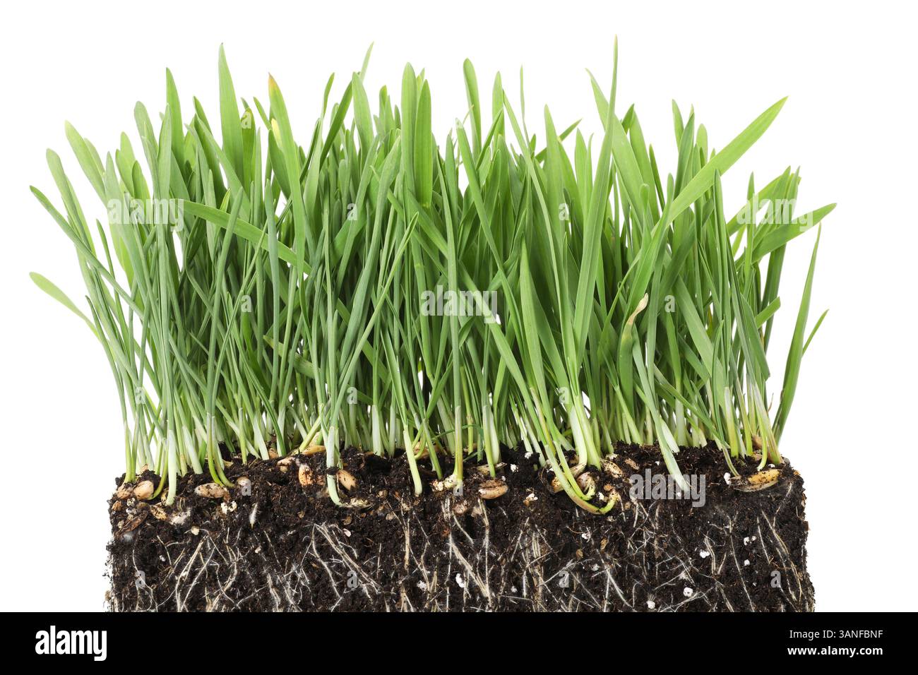 Green grass with roots in soil isolated on white Stock Photo - Alamy