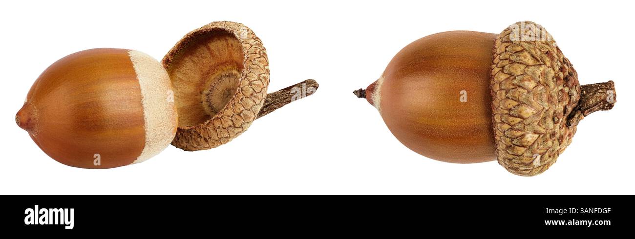 Brown acorn oak nut isolated on white background Stock Photo - Alamy