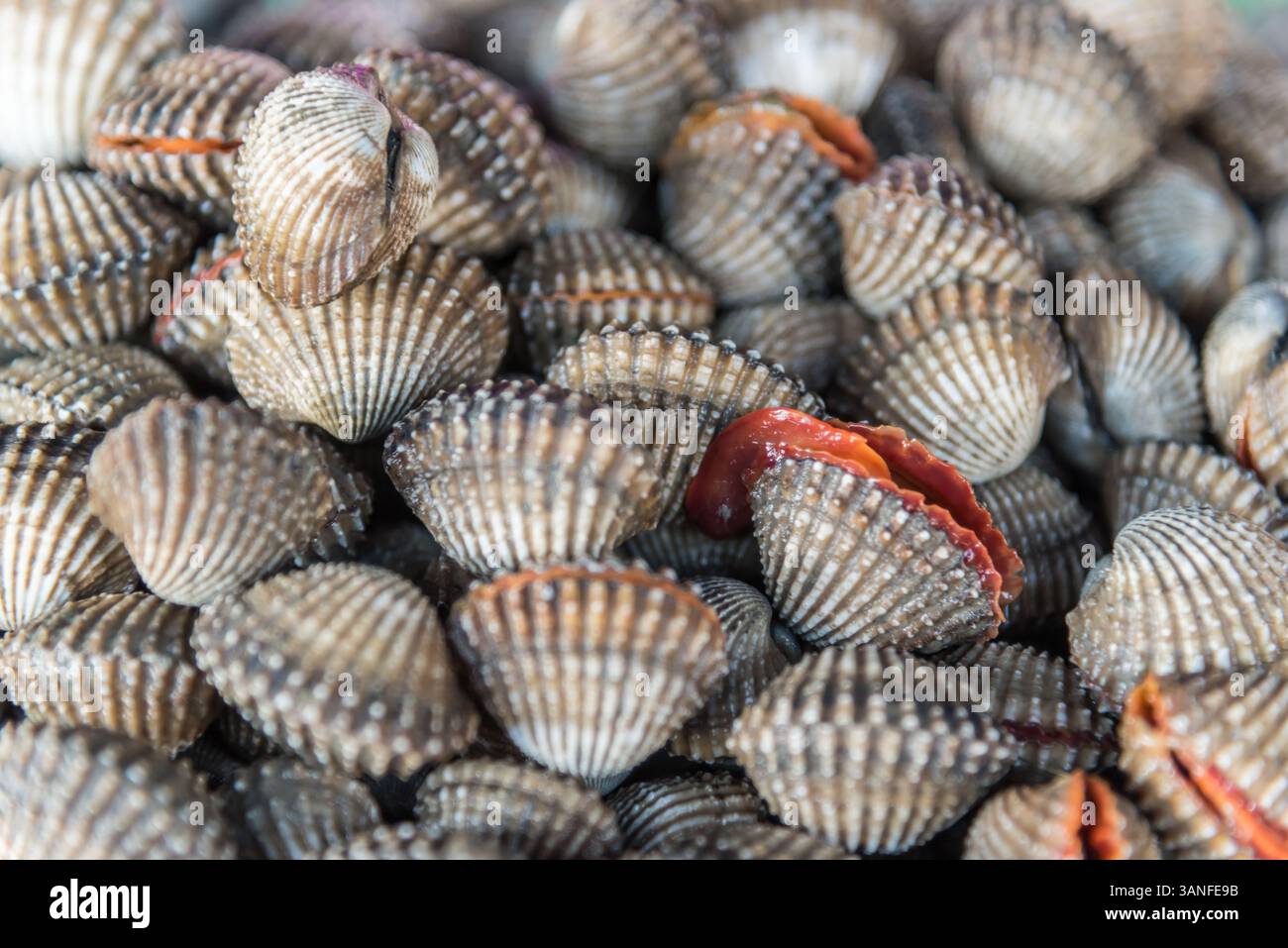Fresh raw sea cockles clams display for sale at seafood market or Thai ...