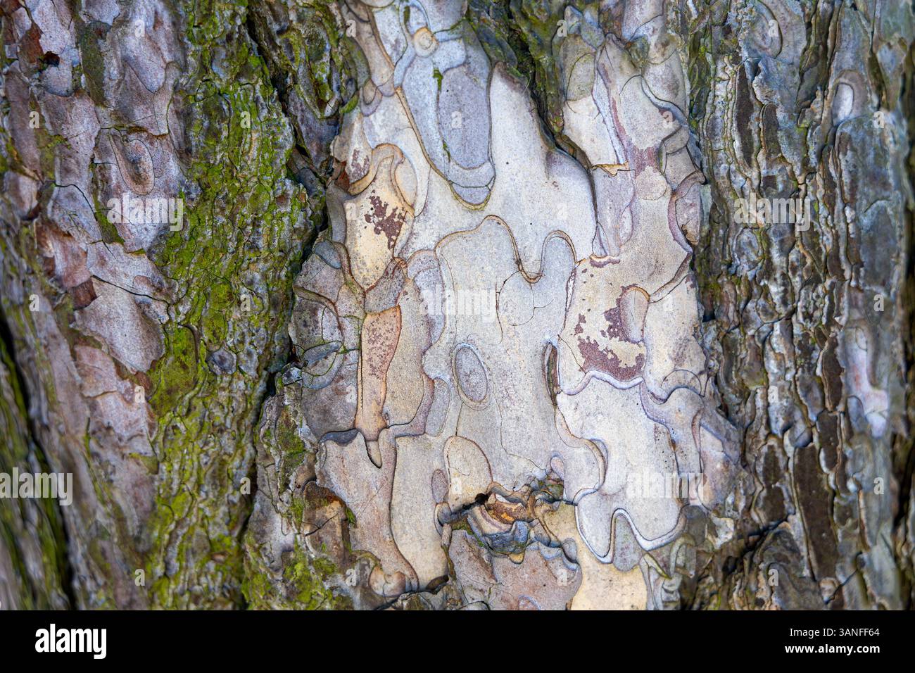 Close-up of textured tree bark with patterns. Detailed view of tree ...
