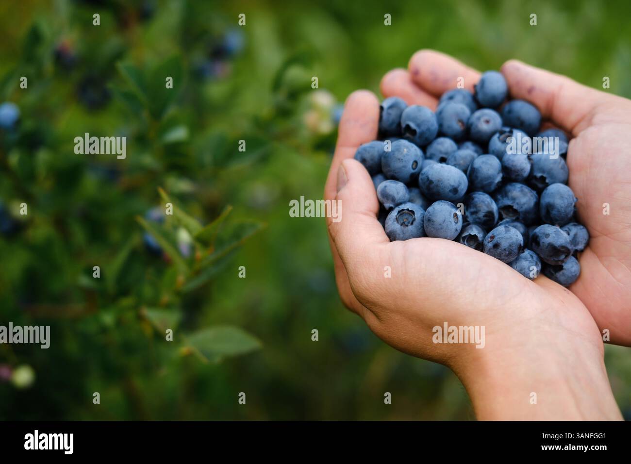 Freshly picked blueberries gathered by hands in a lush garden setting ...