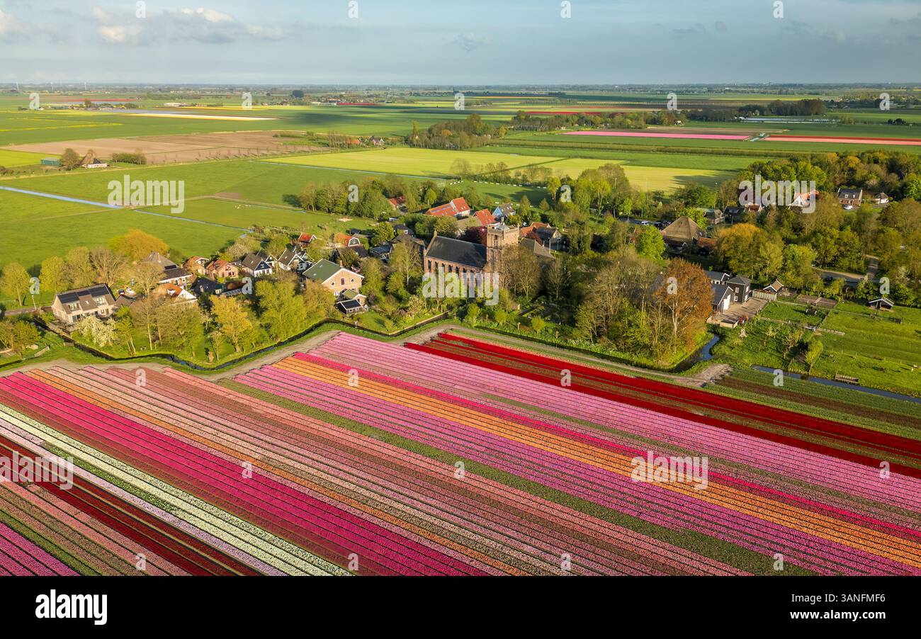 Aerial view of tulip fields in countryside Aartswoud, Noord-Holland ...