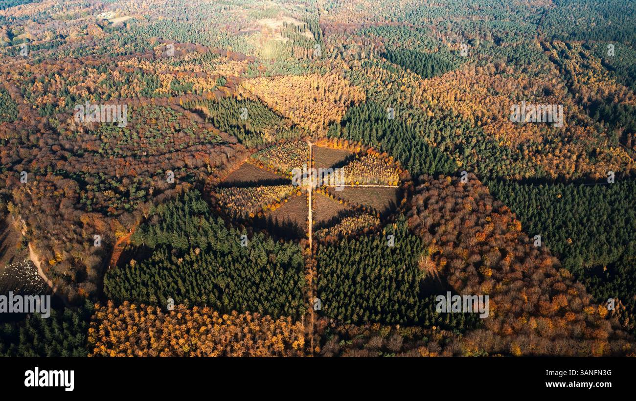 Aerial view of circle park with walking paths leading to oak tree De ...