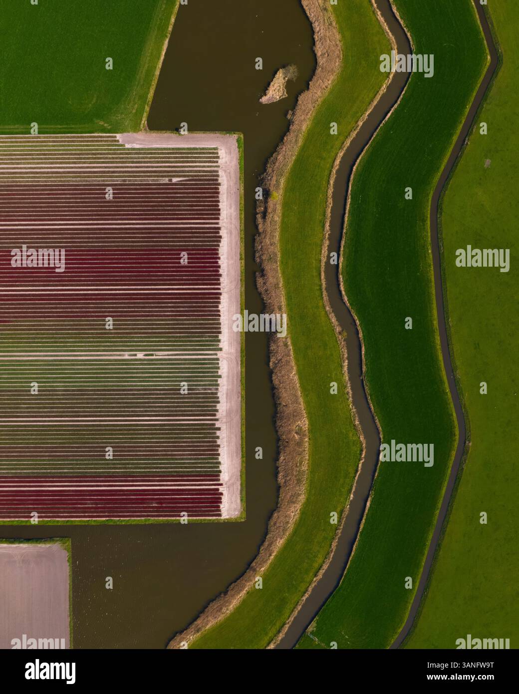 Aerial view of colorful tulip fields and serene meadows with a ditch ...