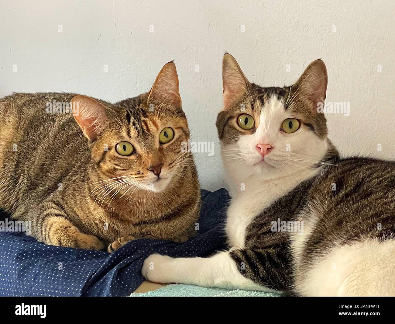 Couple of cats Stock Photo - Alamy