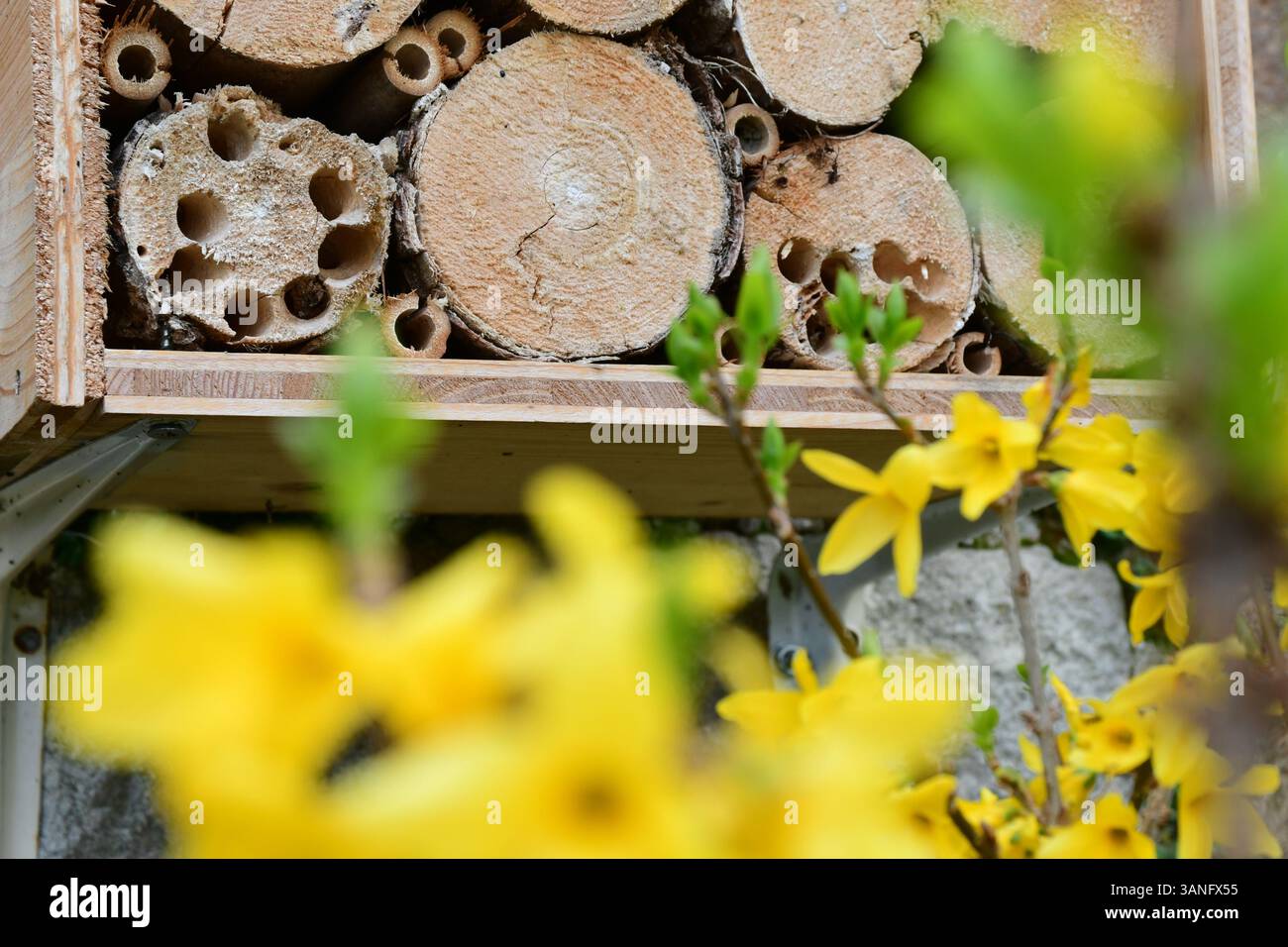 March 27, 2025, Boulieu Les Annonay, Ardeche, France: Insect nests seen ...