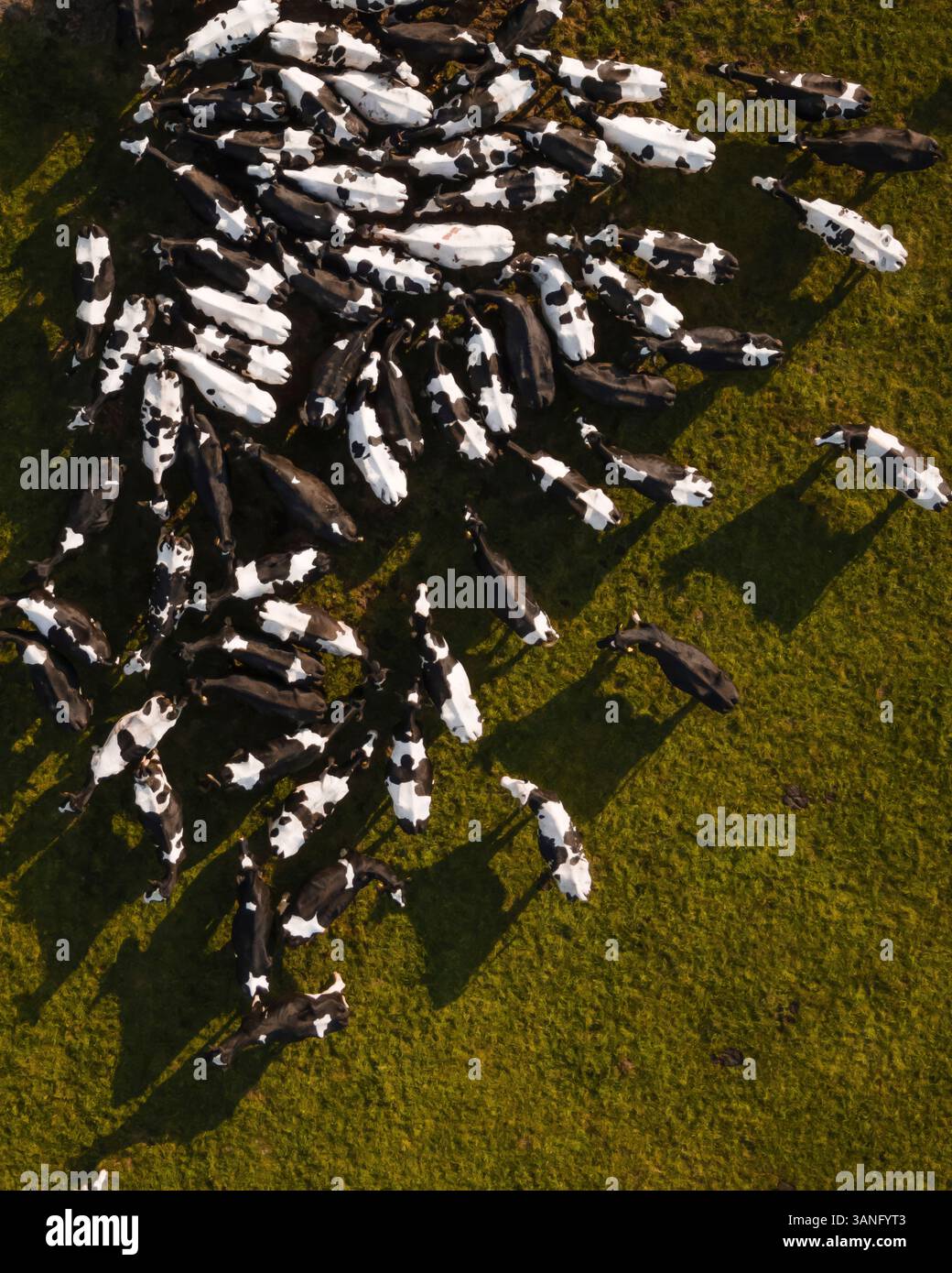 Aerial view of a peaceful meadow with grazing cattle and a rustic fence ...