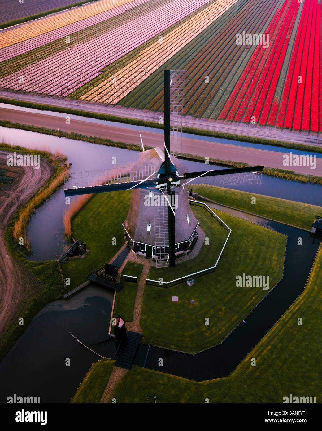 Aerial view of vibrant tulip fields with a traditional windmill at ...