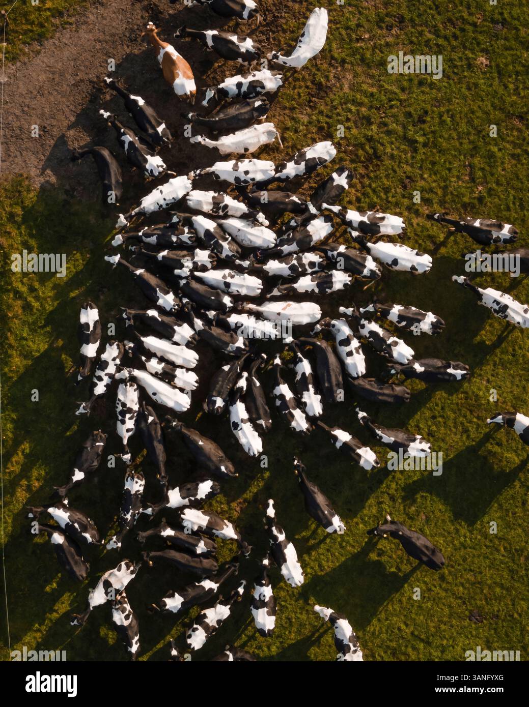 Aerial view of grazing friesian cattle in a lush green meadow with a ...