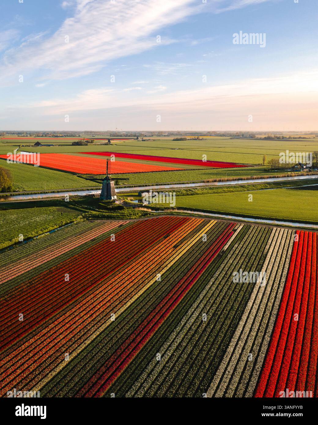 Aerial view of colorful tulip fields with windmill in spring, Obdam ...