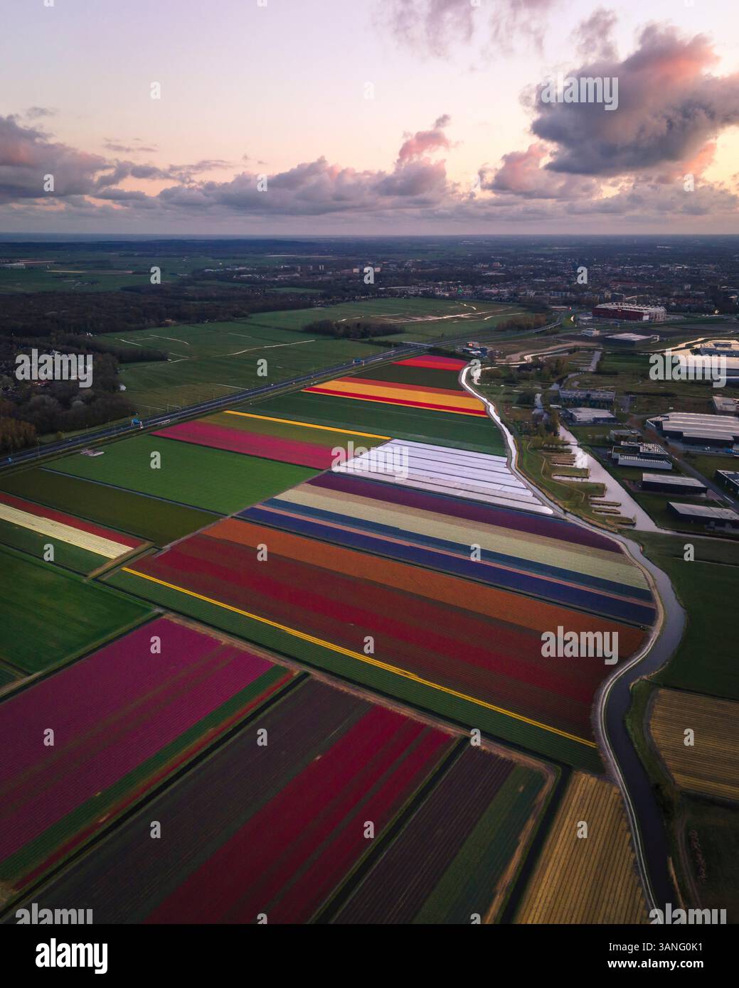 Aerial view of colorful tulip fields at sunrise with clouds and a ...