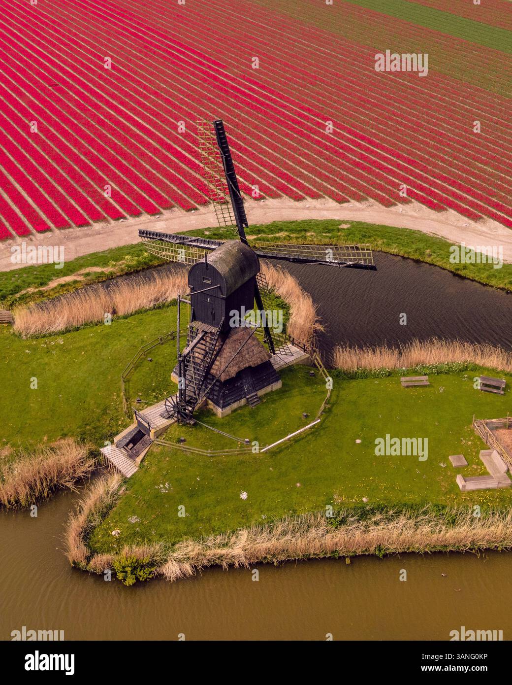 Aerial view of vibrant tulip fields and a historic windmill in spring ...