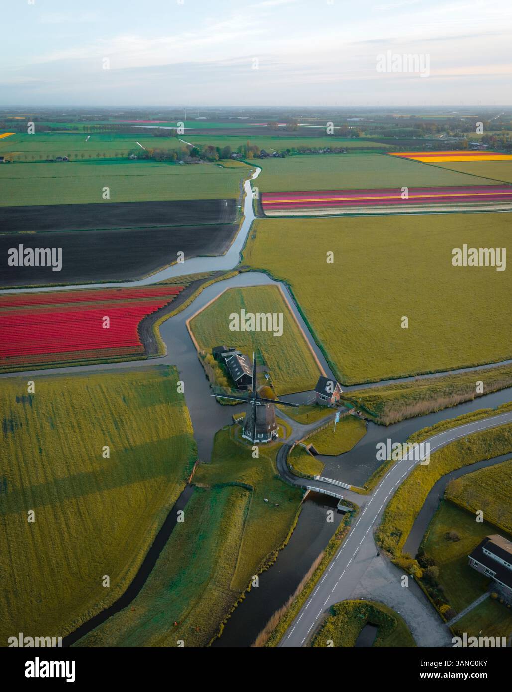 Aerial view of windmill surrounded by vibrant tulip fields at sunrise ...