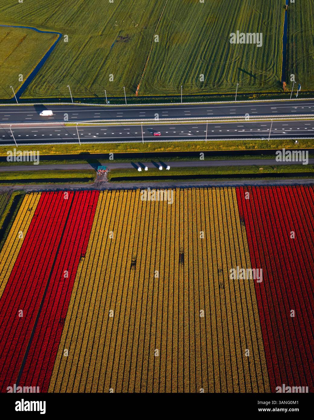 Aerial view of colorful tulip fields and a highway at sunrise with ...