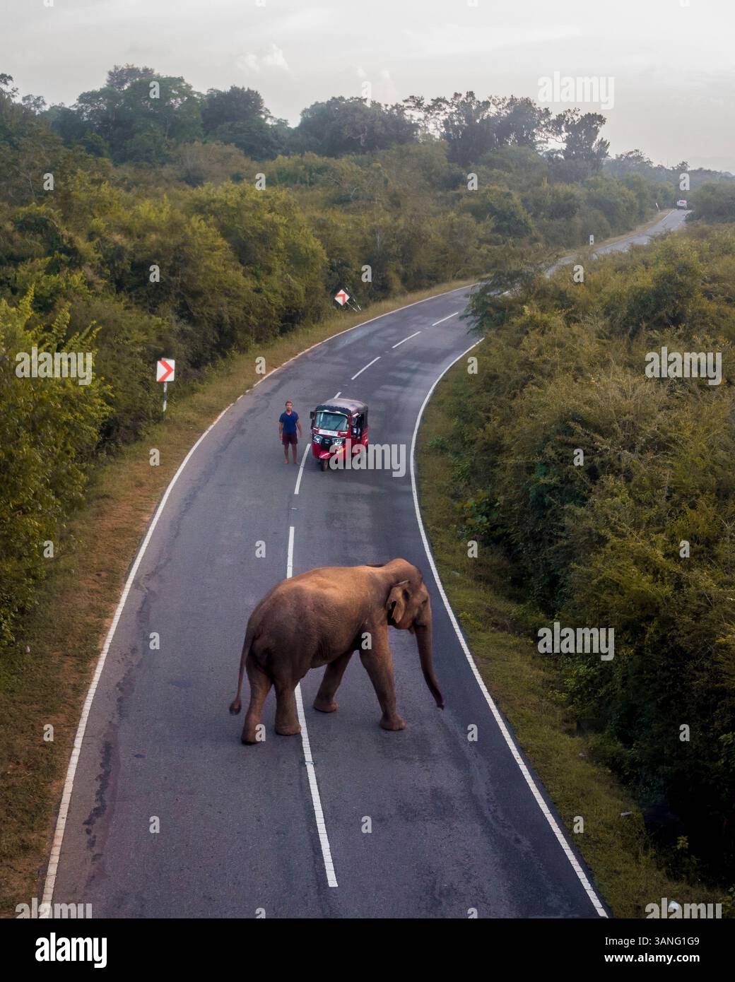 Aerial view of elephants beside a road with a tuk tuk in lush greenery ...
