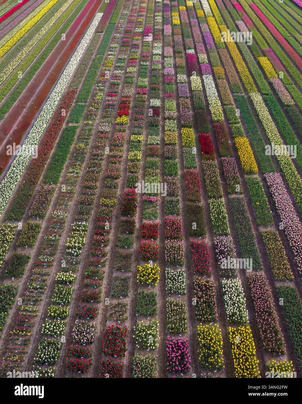 Aerial view of vibrant tulip fields in spring with colorful flowers ...